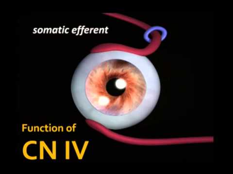 Trochlear Nerve Function