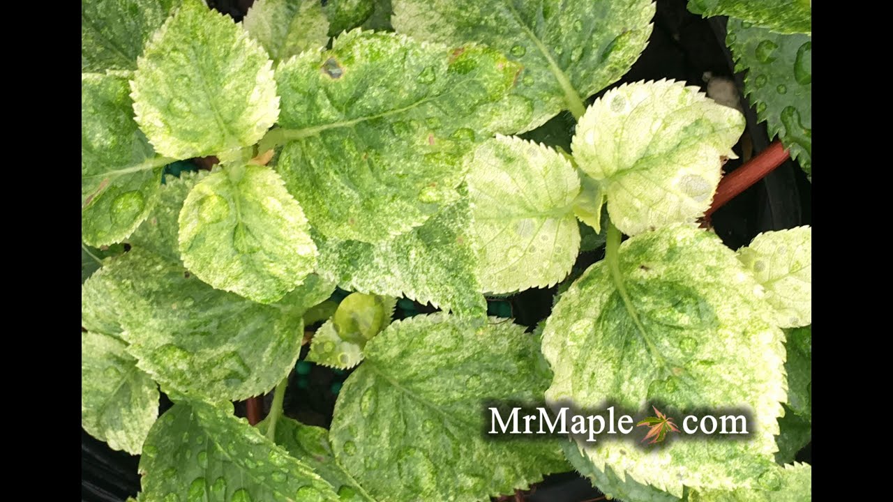 Hydrangea anomala ssp. petiolaris 'Early Light' Variegated Climbing Hydrangea