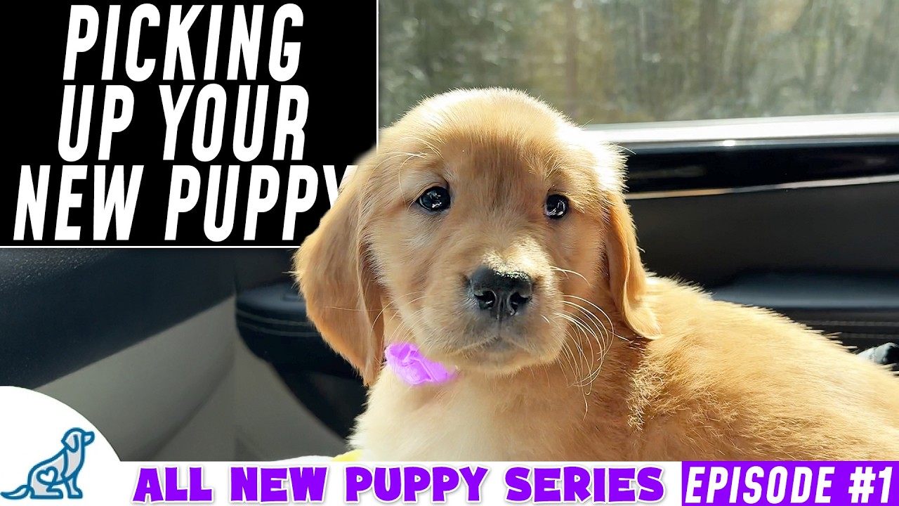 Picking Up Your New Puppy - Complete Guide! (New Puppy Series)