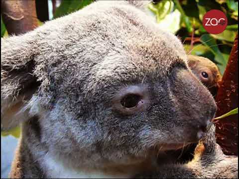 Baby koala in Antwerp (video) | Ester Meerman