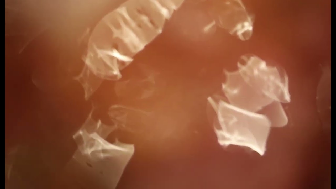 tentative video work export pdf