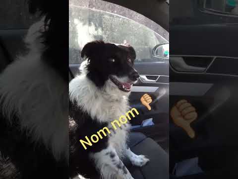 Rex's favourite and least favourite words!