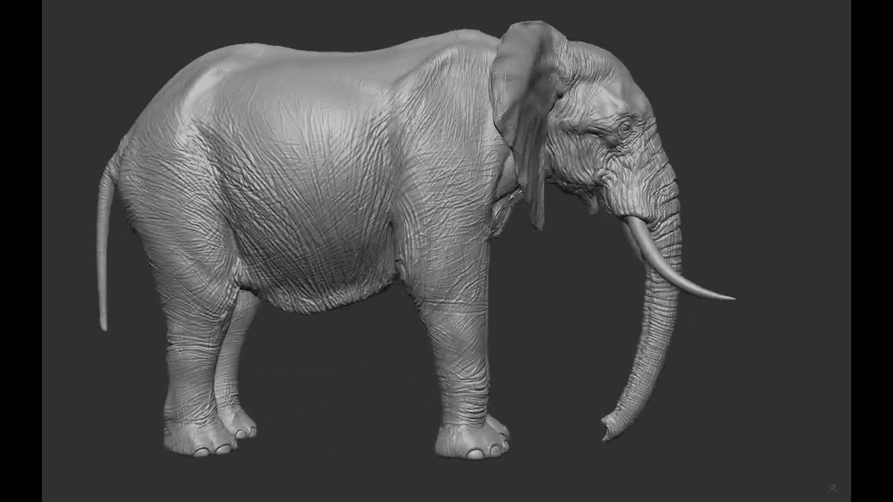 zbrush african elephant anatomy