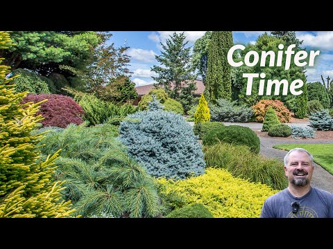 Over 50!! Great Conifers for Year-Round Garden Interest