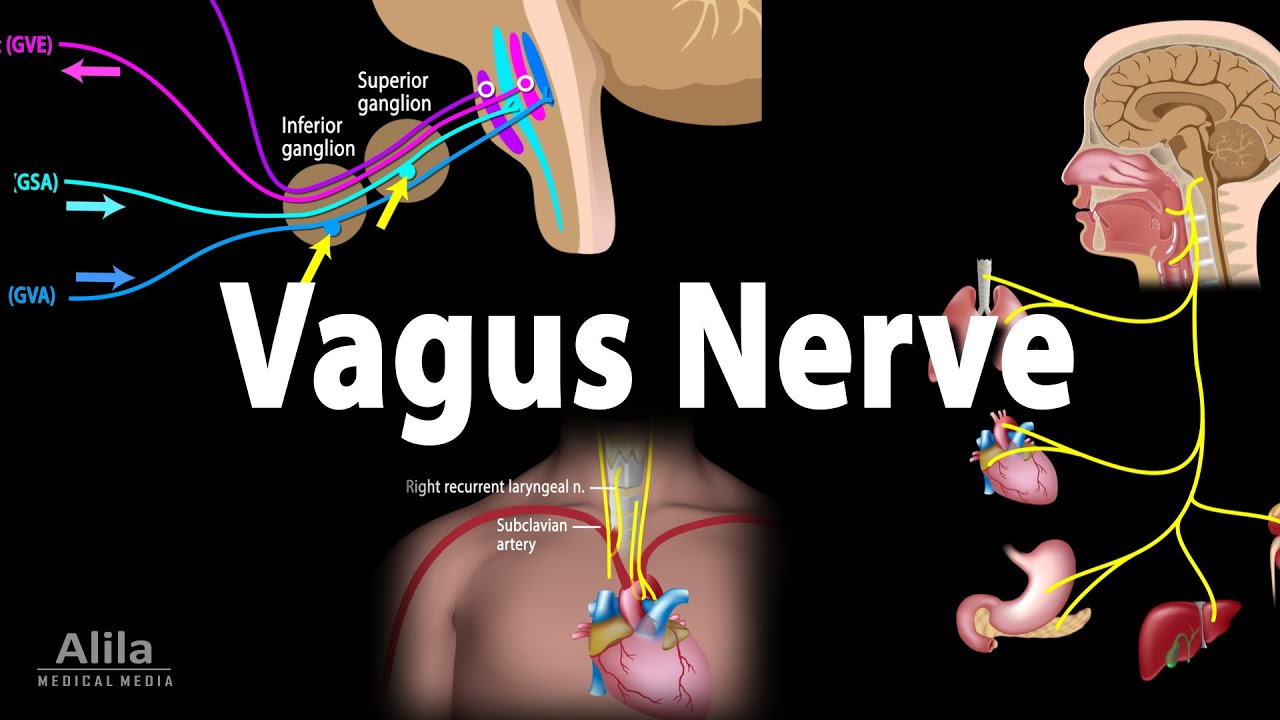 Vagus Nerve - Neuroanatomy and Functions, Animation