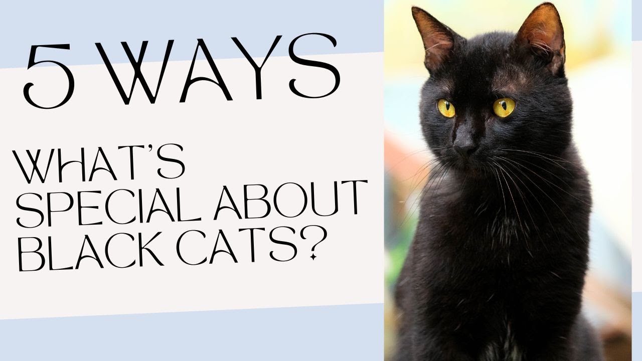 Benefits of having a yellow-eyed black cat