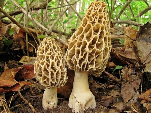 how to identify a true morel mushroom (made easy)