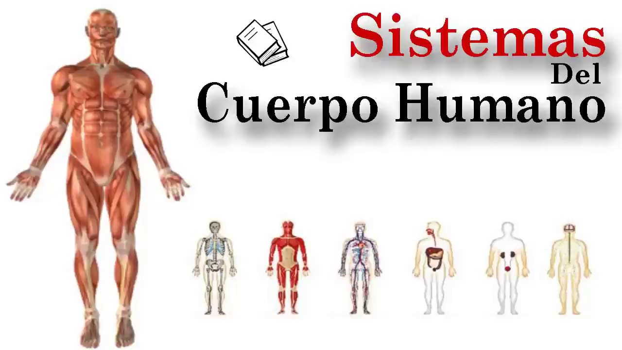 Sistemas del Cuerpo Humano 1/10 - Introduccion