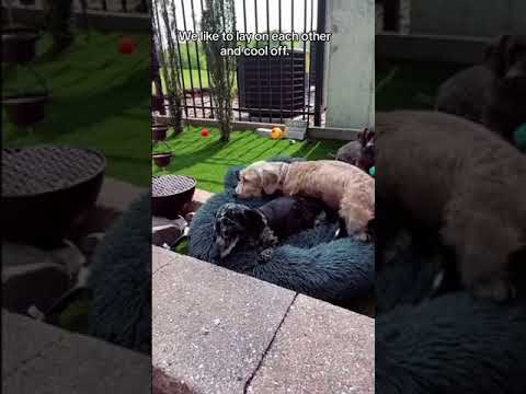 DIY Backyard Dog Park!