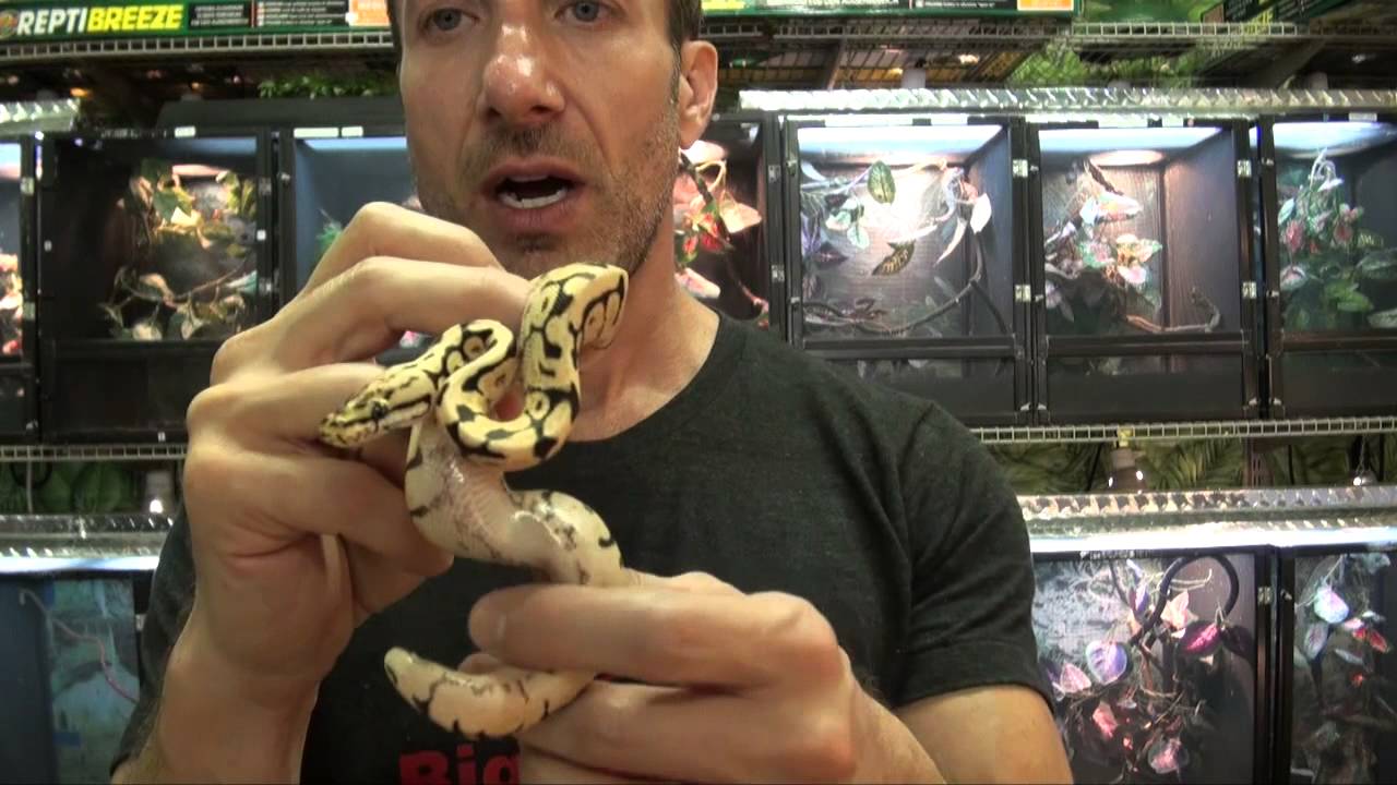 Pastel Mojave Yellowbelly Ball Pythons For Sale. Buy at Big Apple Pet with Same Day Shipping.