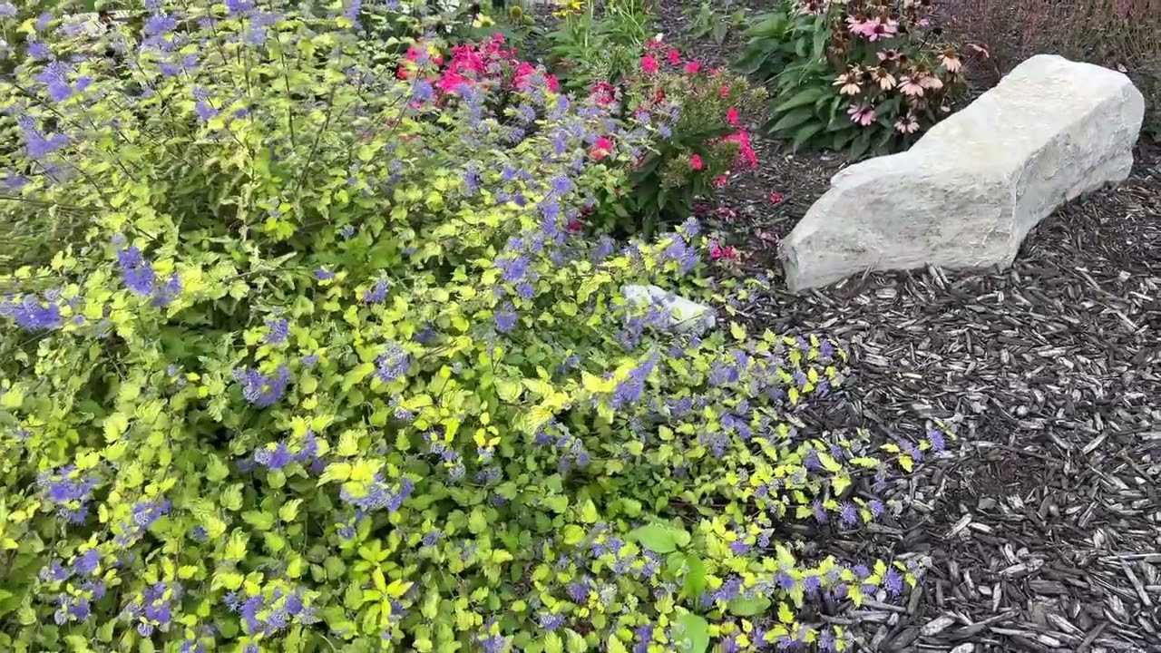 Caryopteris Sunshine Blue II Review