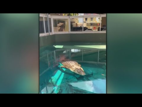 Star saltwater croc from Crocodile Dundee dies