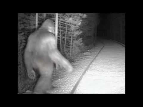 Real SCP - 1000