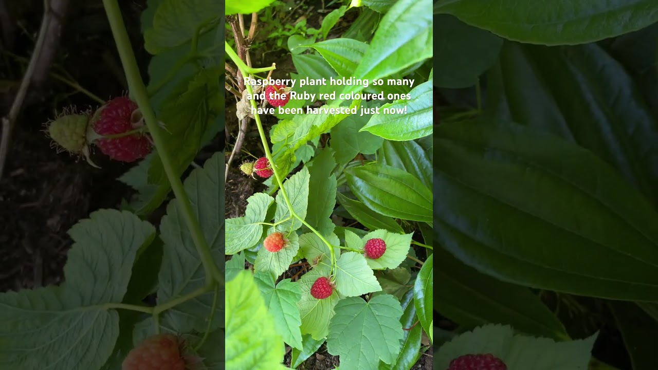 Raspberry plant holding so many and the Ruby red coloured ones have been harvested just now!