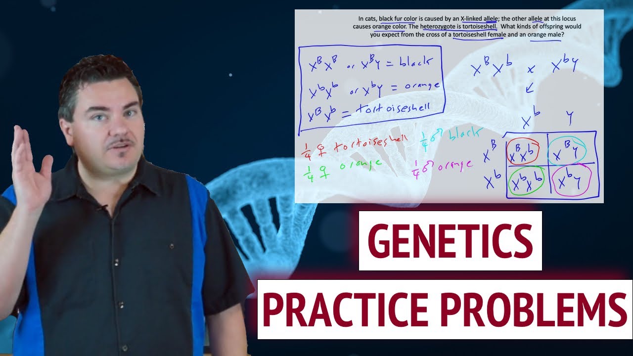 Genetics Practice Problems