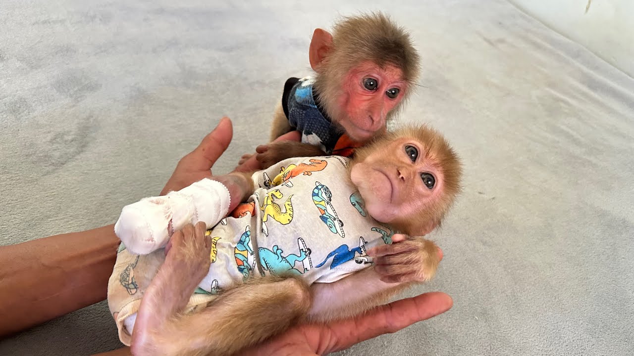 “Monkey Hope Still Weak 💔 But Jobi Never Leaves Him”