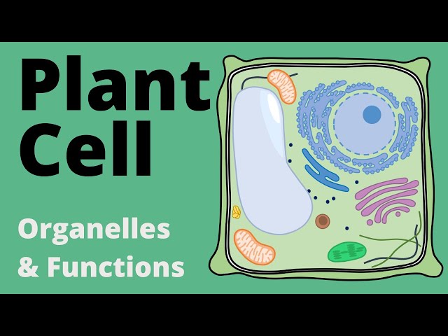 Understanding the Structure and Function of Plant Cells | Galaxy.ai ...