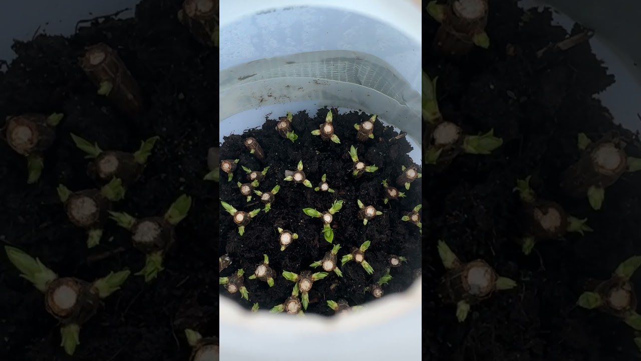 Results: winter sowing hydrangea cuttings #wintersowing #plantpropagation #hydrangea #shorts #short
