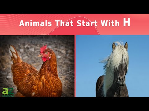 Animals That Start With The Letter H - Listed With Facts