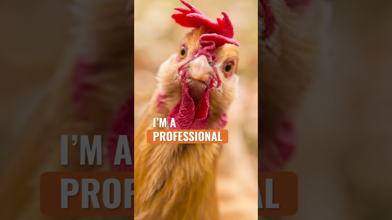 Backyard Boost Attention Seeker