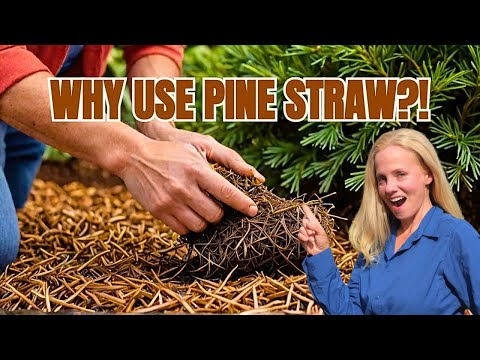 Pine Straw vs. Wood Mulch: Which is BETTER for Your Garden?