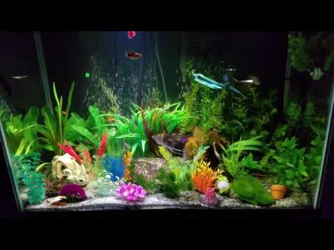 Aquarium basics- temperature