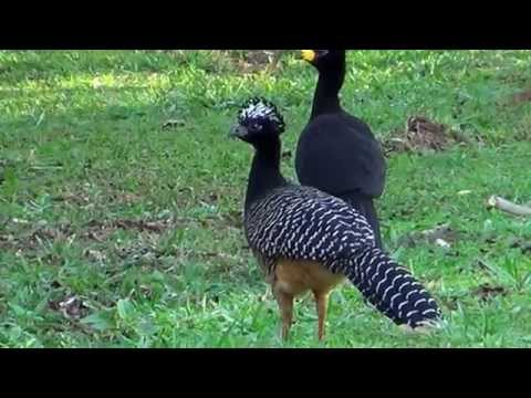 Bare-faced Curassow: Wild Couple – Snooping Around their Territory! 🦜🌿Mutum-de-penacho