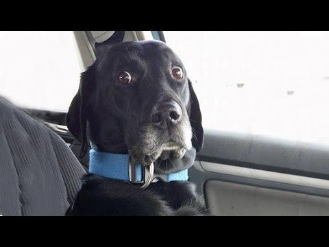 When Dogs Realizing They're Going to the Vet - Funniest Reaction