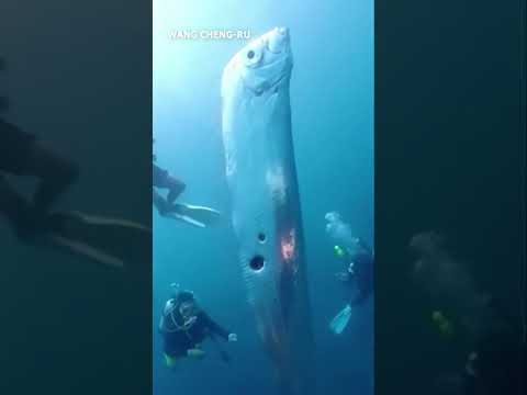 Divers discover giant oarfish off coast of Taiwan, seen as symbol of impending disaster