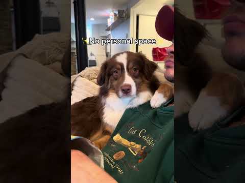 Things you get with an ✨Australian Shepherd✨We still love him 🥰 #australianshepherd #puppy