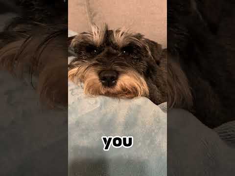 I appreciate you. Schnauzers are the best pets. #bestpets #lovedogs #schnauzer