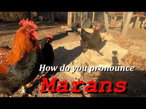 How do you pronounce Black Copper Marans