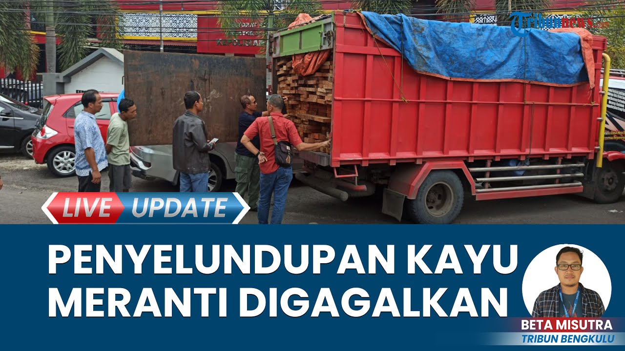 291 Potong Kayu Meranti Tak Berizin Diamankan Polda Bengkulu Sopir