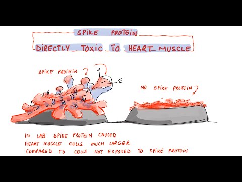 Spike Protein Damages the Heart Muscle through Innate Immune Activation ...