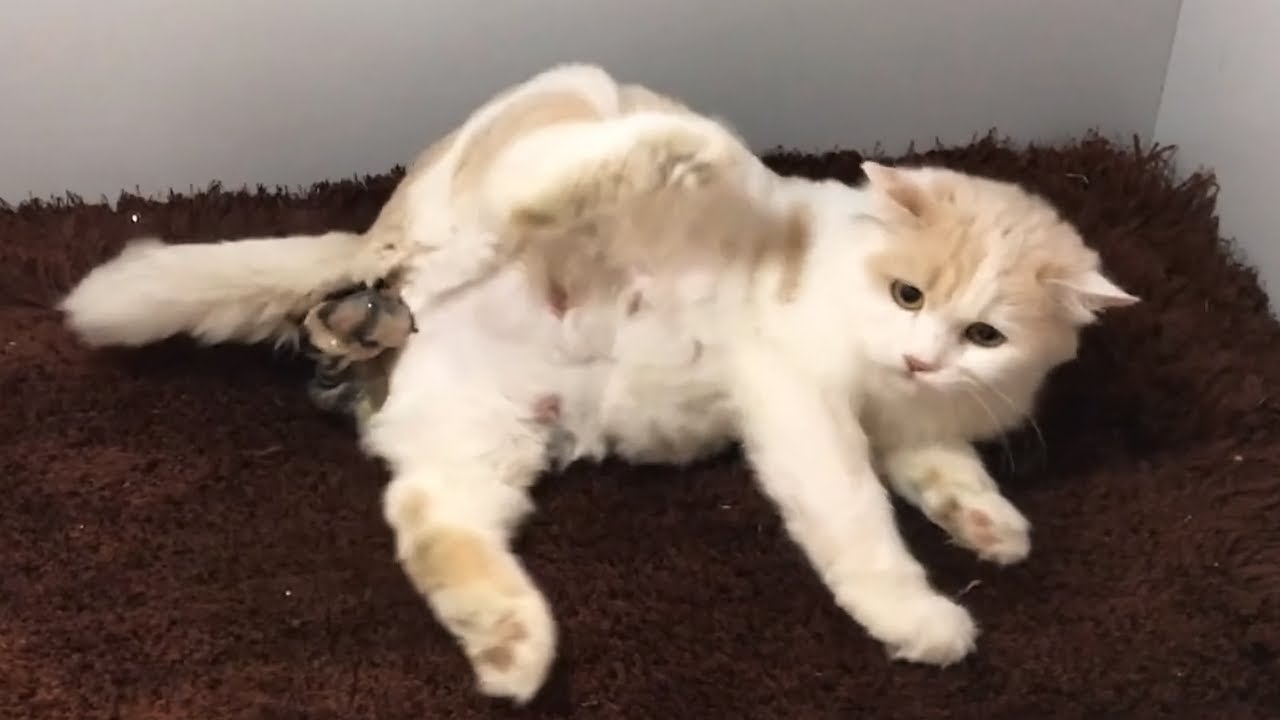 Cat Giving Birth: The Mother Cat Before Giving Birth