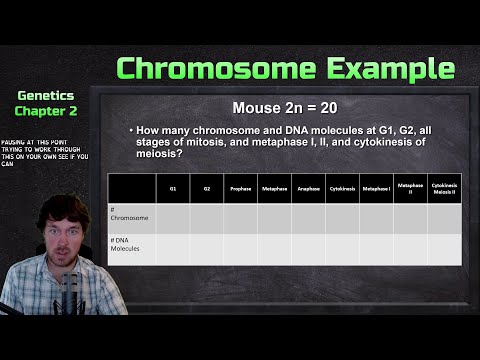 Counting Chromosomes and DNA Molecules in Mitosis and Meiosis Example Problem | Genetics