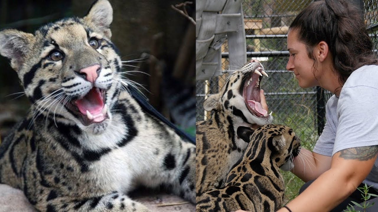 Playing With Cute Clouded Leopard Cubs