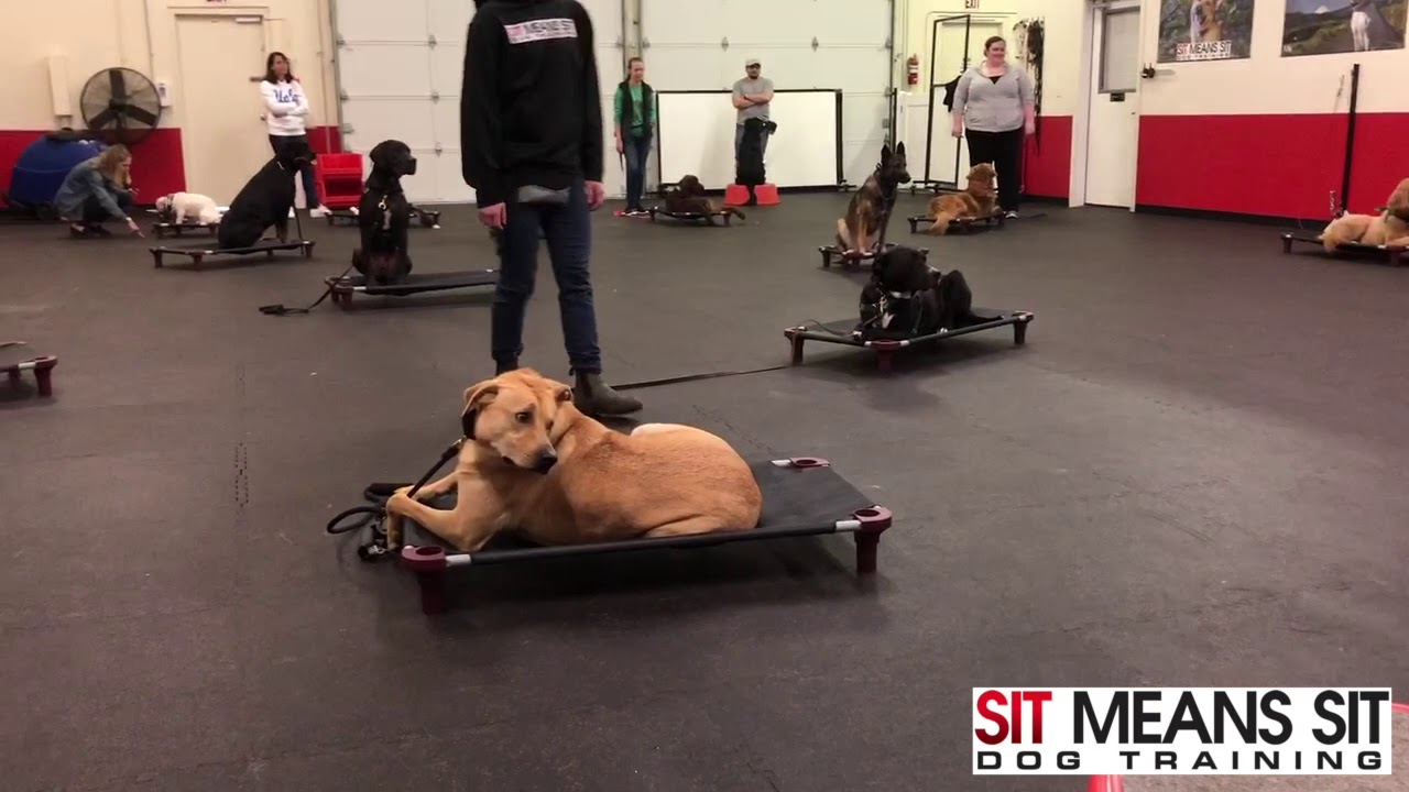 Sit Means Sit - Basic Group Class