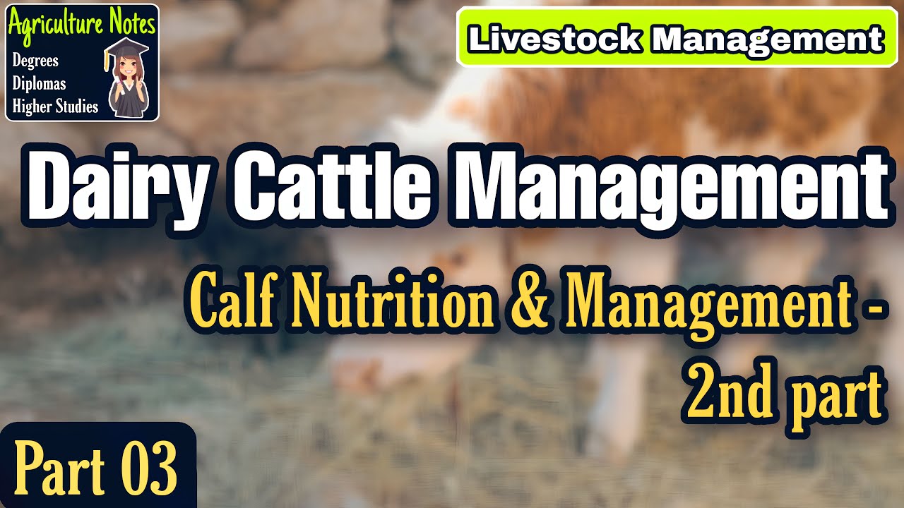 Calf nutrition & Management Dairy Cattle Agriculture Notes & Studies BSCAgriculture degree