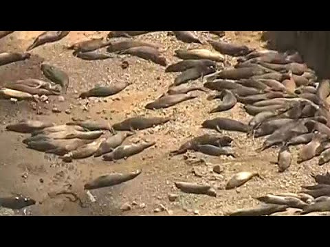 POINT REYES: A large group of elephant seals take over Point Reyes shoreline
