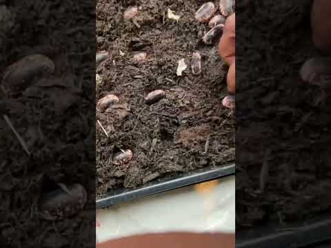 Growing Runner Beans from Seeds….!!!