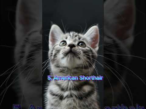 Top 10 Popular Cat Breeds in in Philippines