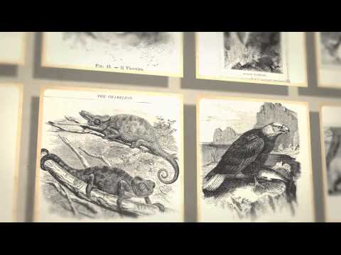 Vintage Animal Sketches - Royalty Free Images from the Victorian Era of Natural Life in Nature