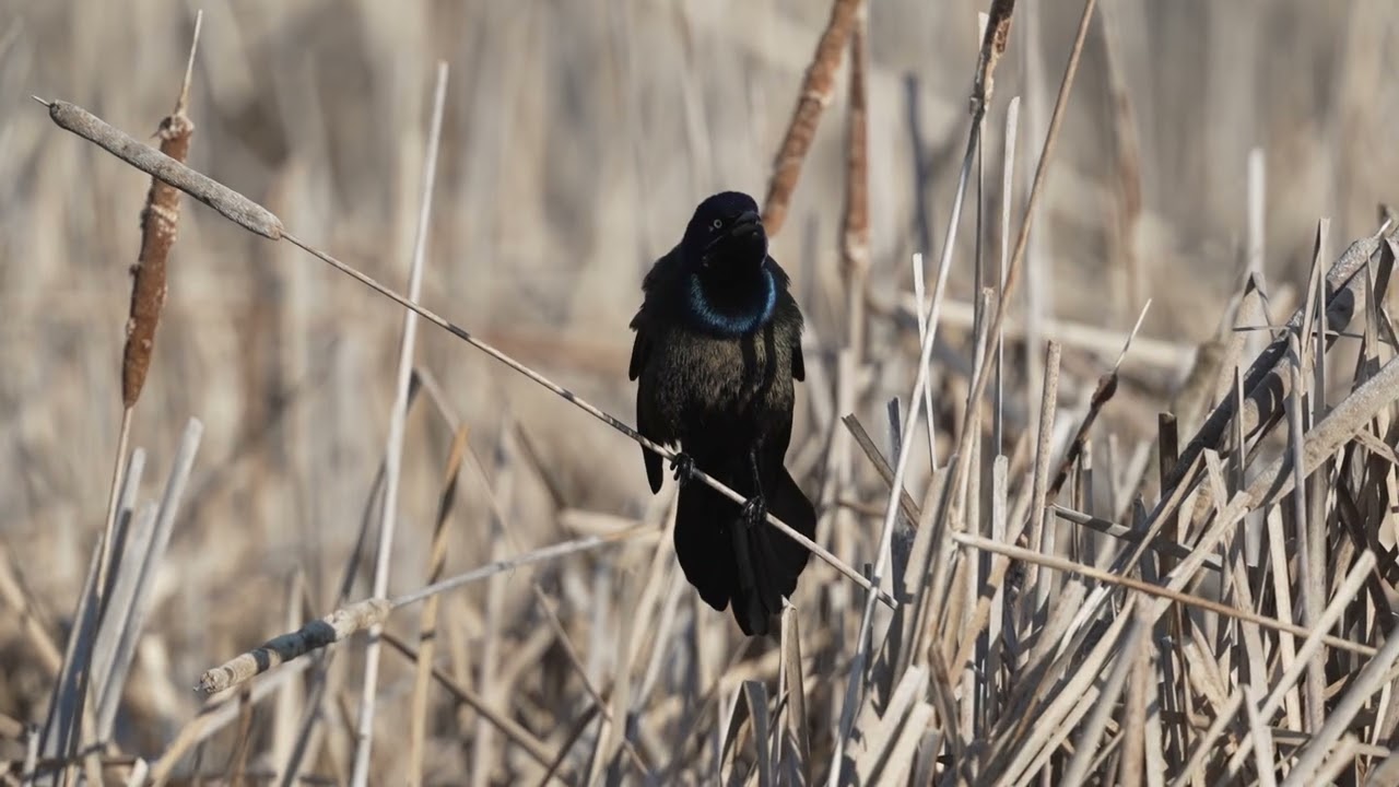 What is this Common Grackle doing?