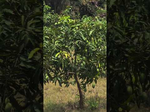 Amrapali Mango Orchard 10x10m in 1 acre #agro #fruit #mango