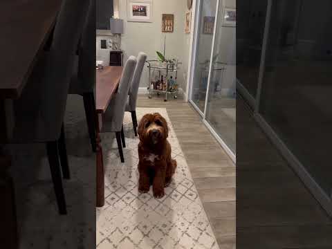 Roman does not listen!!! #miniaustralianlabradoodles #labradoodles