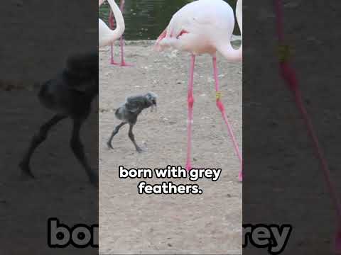Do You Know These Random Animal Facts? #8