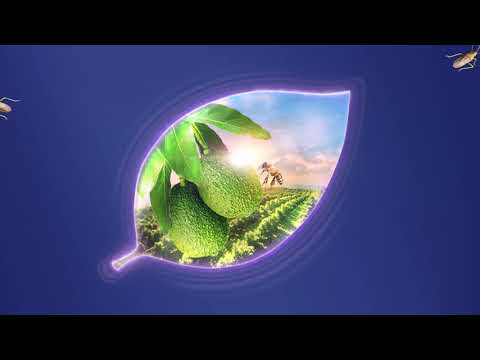 SIVANTO® Prime Insecticide | Controls Sucking Pests | Avocados, Mangoes and Papaya | 19 Secs