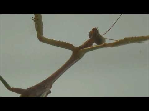 Walking Stick on Window . by Alice B. Clagett