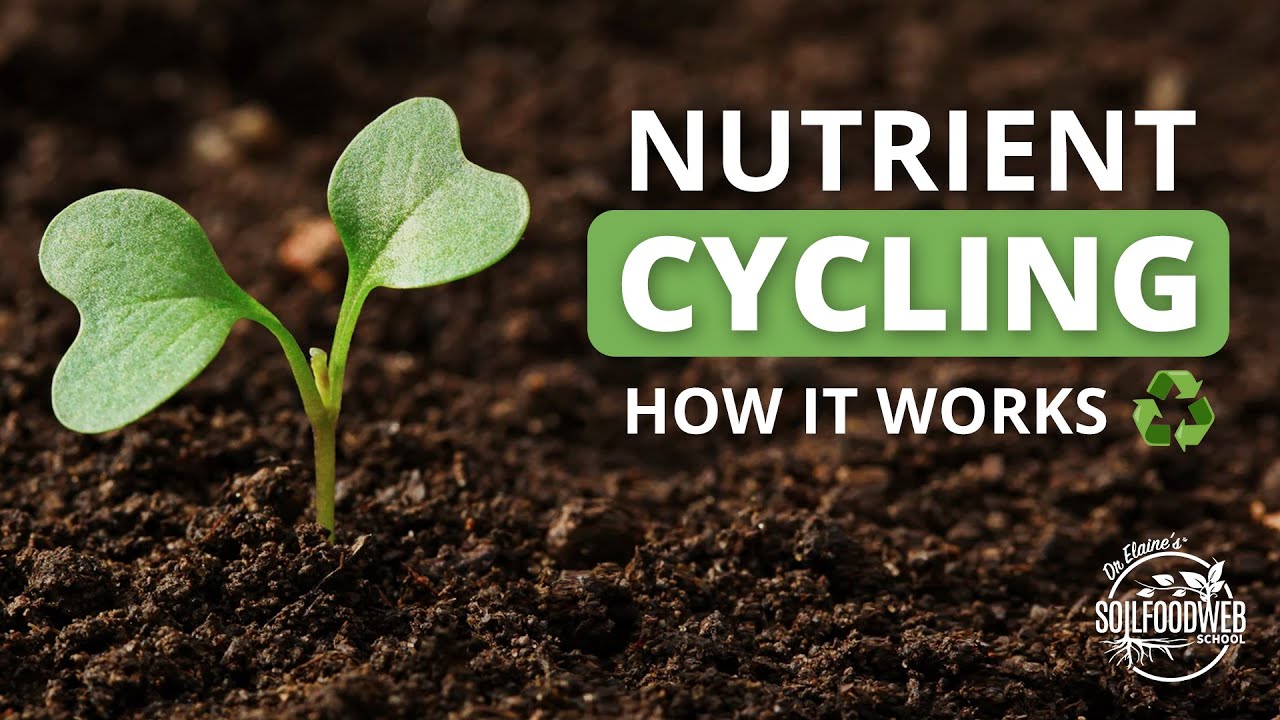What Is The Role Of The Nutrient Cycle In An Ecosystem EN General what-is-the-role-of-the-nutrient-cycle-in-an-ecosystem-en-general